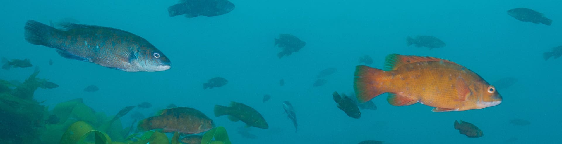Fisheries Management | Conservation Law Foundation
