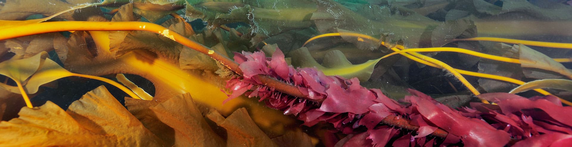 Cashes Ledge | Conservation Law Foundation