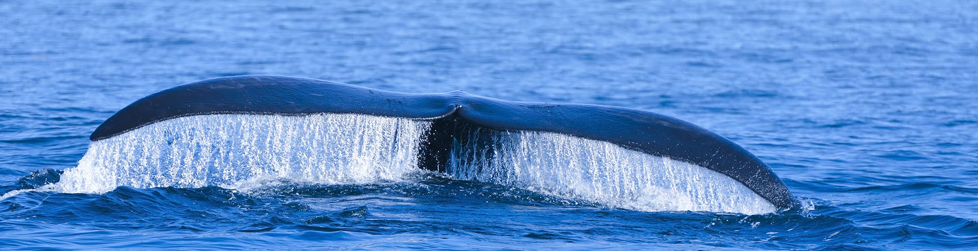 North Atlantic Right Whale | Conservation Law Foundation