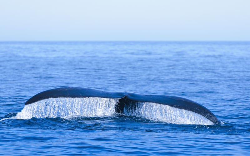CLF Files Lawsuit to Protect Critically Endangered Right Whales