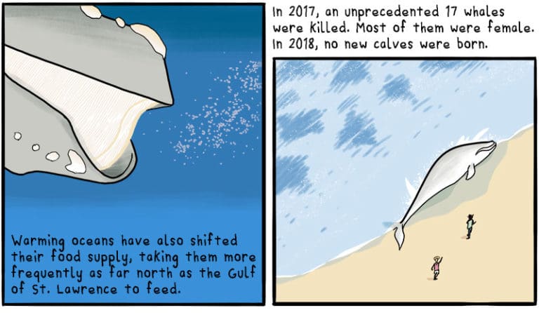 An Illustrated History of North Atlantic Right Whales - Conservation ...