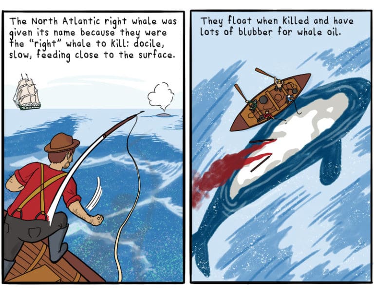 An Illustrated History of North Atlantic Right Whales - Conservation ...