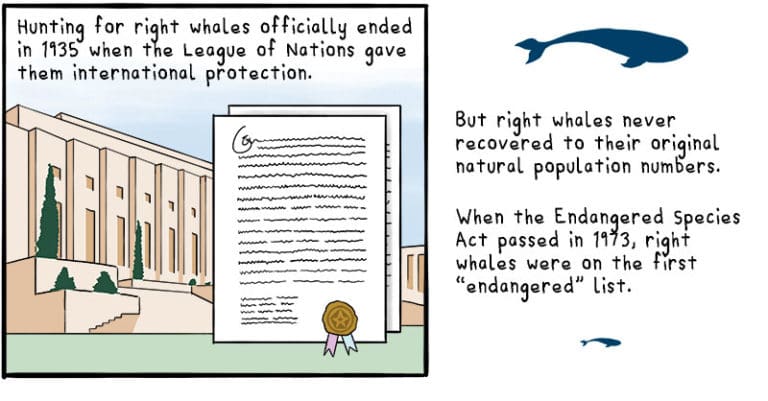 An Illustrated History of North Atlantic Right Whales - Conservation ...