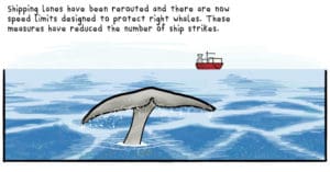 An Illustrated History of North Atlantic Right Whales - Conservation ...