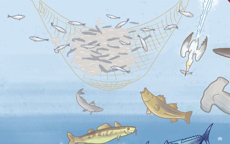 Fishery Managers Must Recognize Atlantic Herring's Key Role in Ocean ...