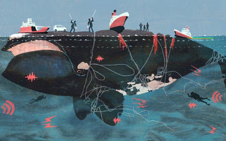 Threats Continue as Right Whales Migrate Back to New England ... Threats Continue as Right Whales Migrate Back to New England ...