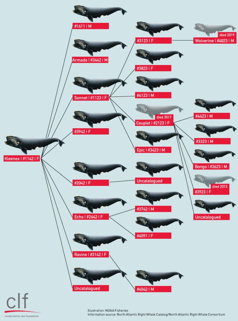 A North Atlantic Right Whale Family Tree - Conservation Law Foundation