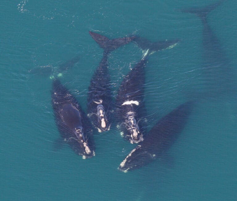 Right Whale Facts | Conservation Law Foundation