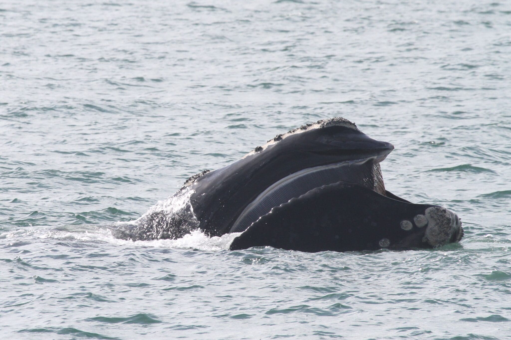 Right Whale Facts | Conservation Law Foundation