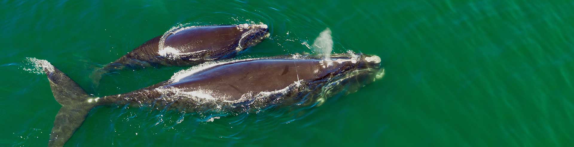 Saving Right Whales - Conservation Law Foundation