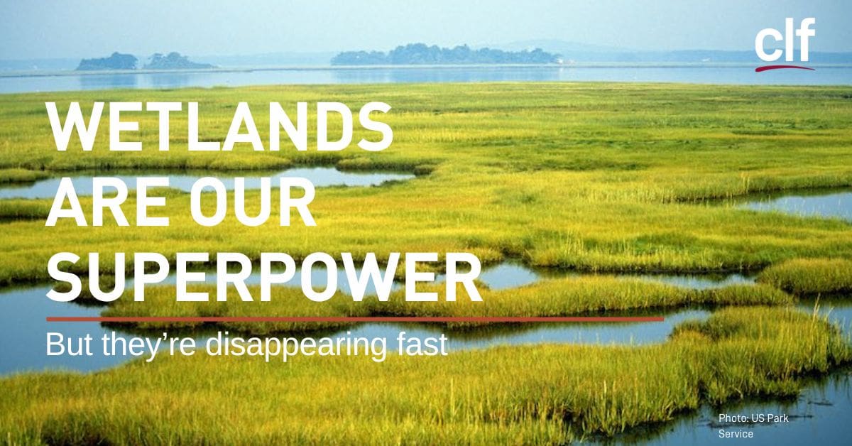 What are Wetlands? Why Are Wetlands Important? - Conservation Law ...
