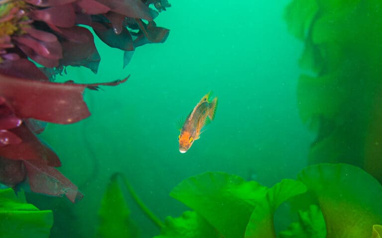 CLF Proposes Cashes Ledge as National Marine Sanctuary - Conservation ...