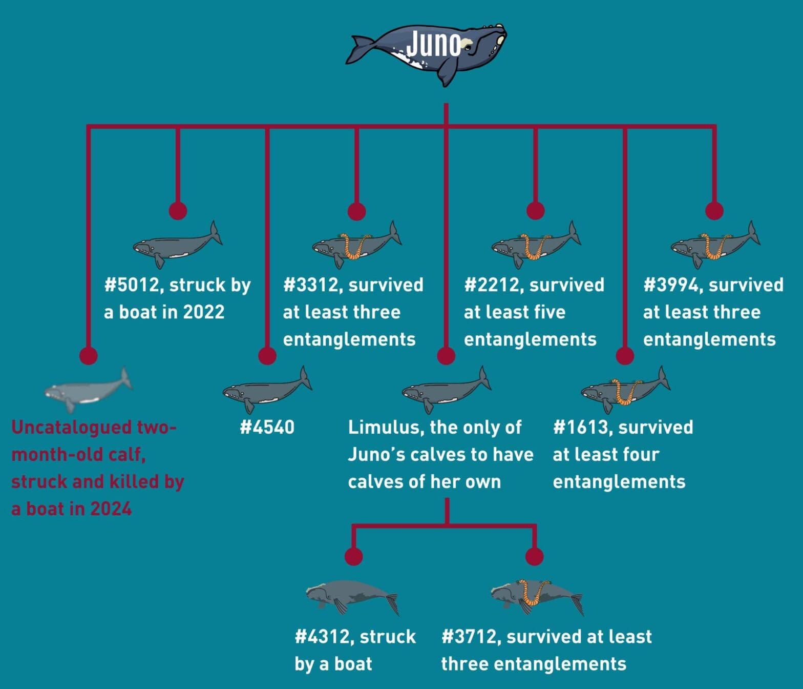 A North Atlantic Right Whale Family Tree - Conservation Law Foundation