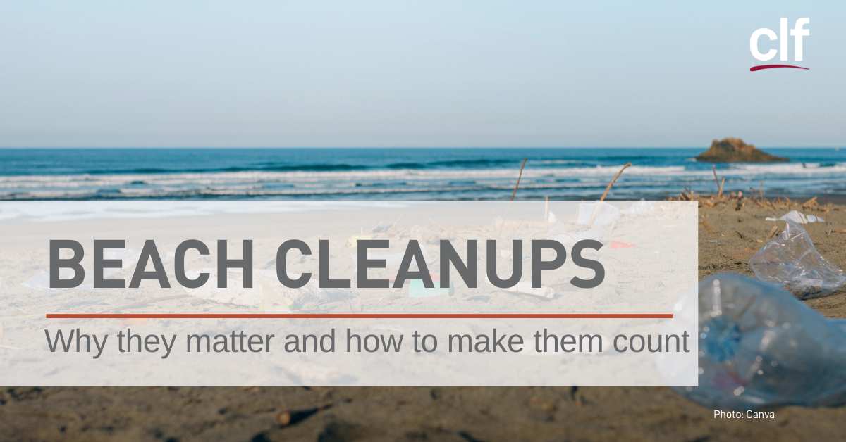 Beach Cleanups: Why They Matter and How to Make Yours Count