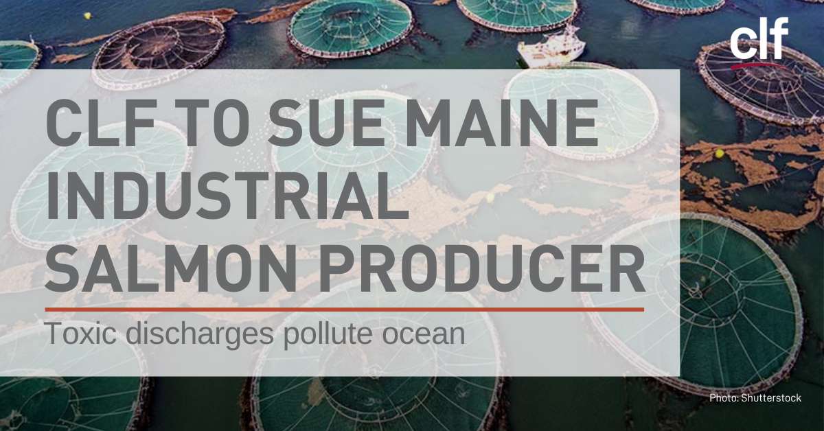 CLF to Sue One of World’s Largest Salmon Producers for Ocean Pollution ...