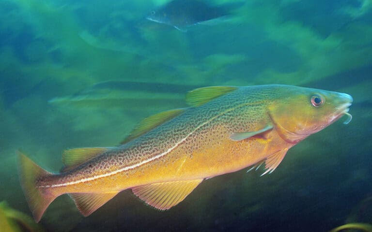 Critical Atlantic Cod Research Puts Survival of Struggling Fish at a ...