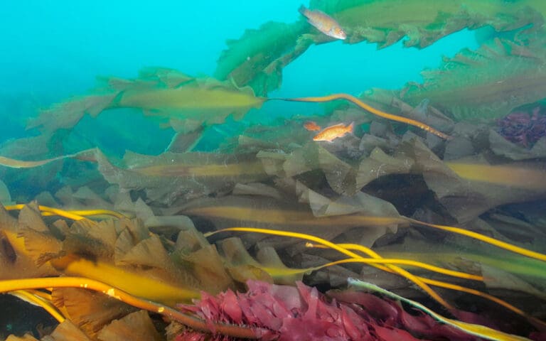 Cashes Ledge | Conservation Law Foundation