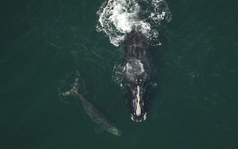 North Atlantic Right Whale Found Dead Following Fishing Gear ...